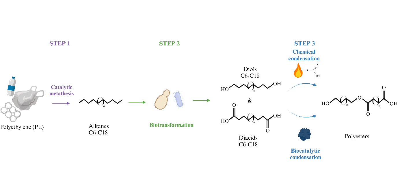Metabolic engineering of microbial strains for production of long-chain ...